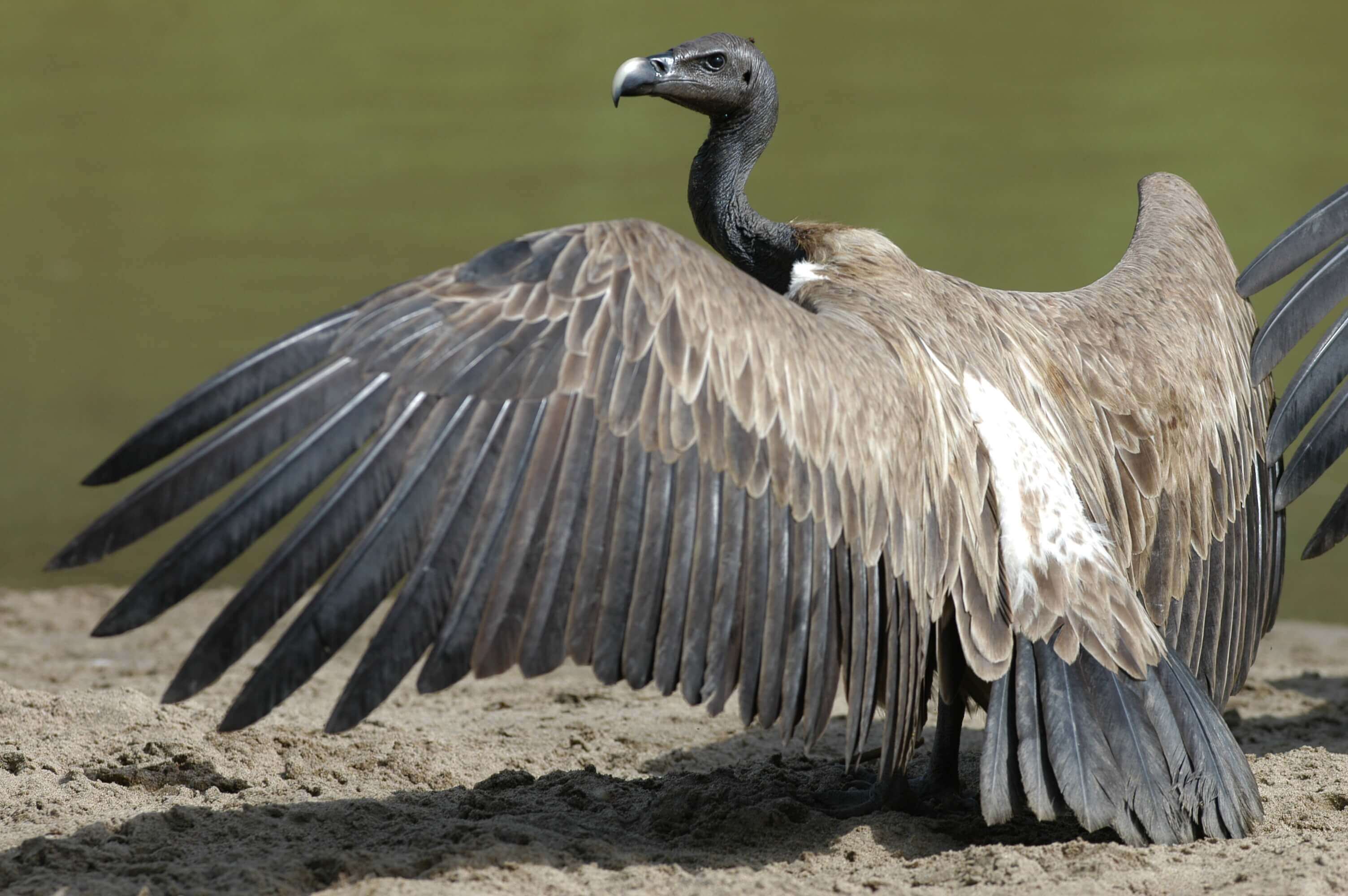 Actions and outcomes – Myanmar vulture – Restore Species Partnership