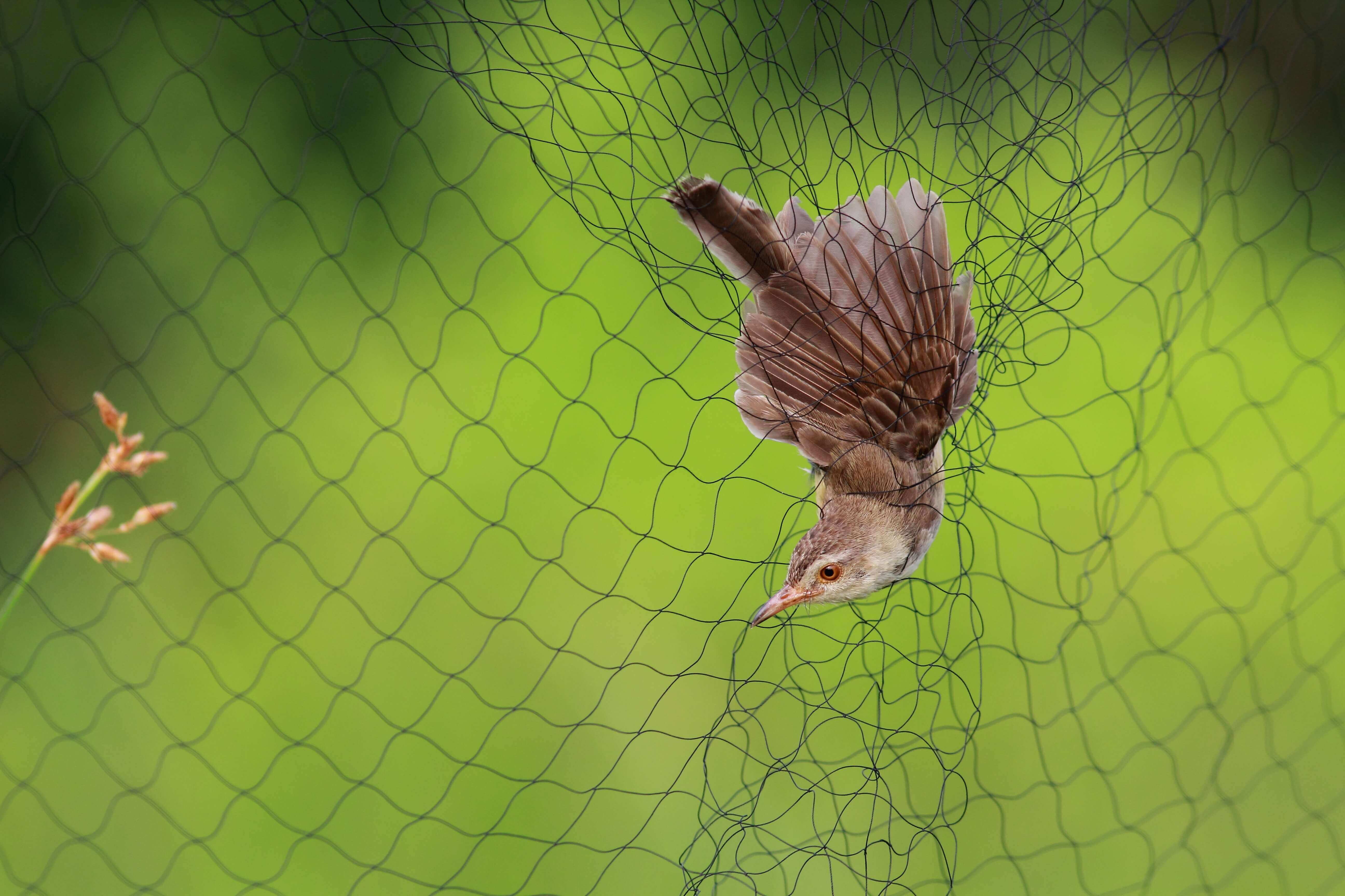 Bird_caught_in_mistnet_©_tiwaongin_Shutterstock – Restore Species ...