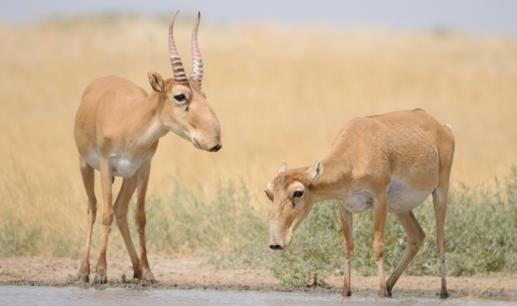 Saiga. Antelopes © Victor Tyakht – Restore Species Partnership