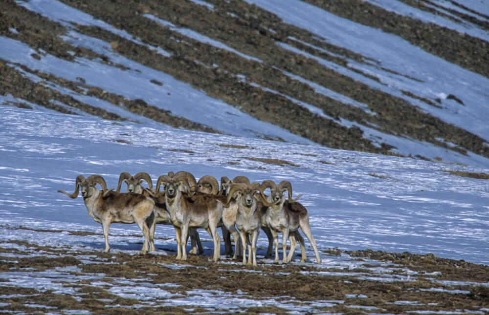 A group of Marco Polo sheep rams (Ovis ammon polii) gather to graze on ...